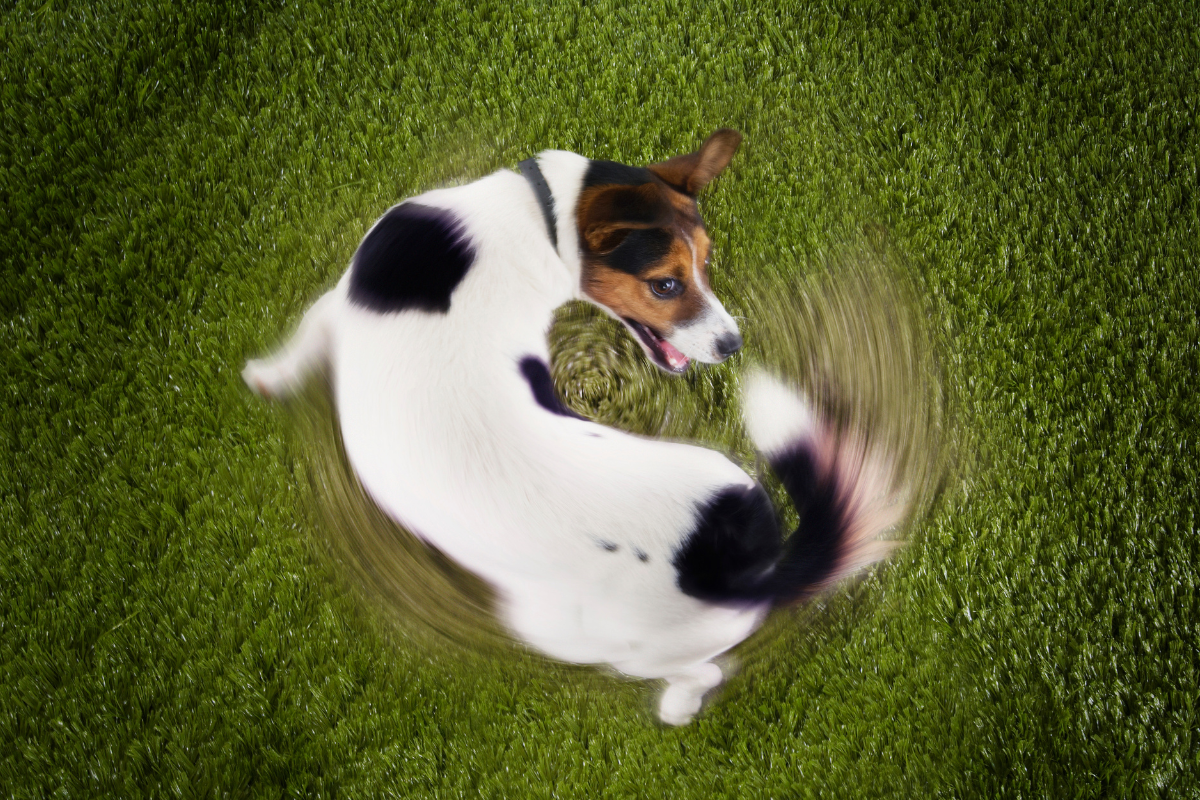 Understanding Dog Body Language and Tail Wag Meaning