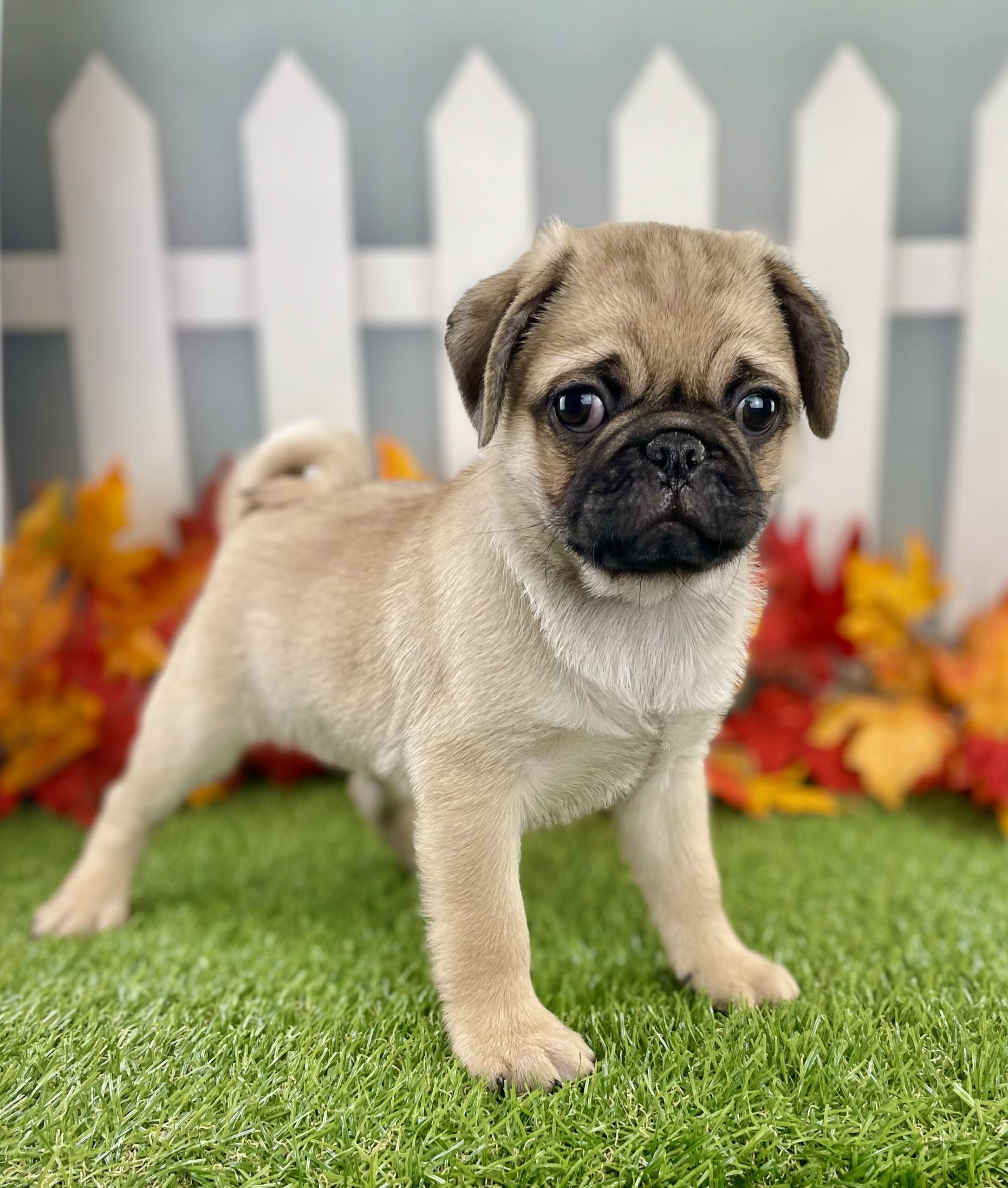 6715 - Happiness Is Pets