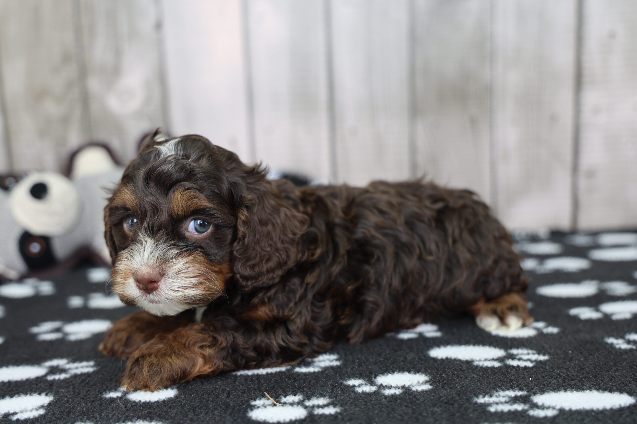 Female Cockapoo For Sale Nancy 3329 | Happiness Is Pets